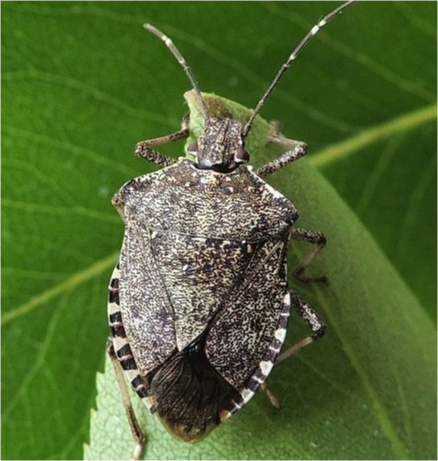 Strategia di lotta biologica integrata alla cimice asiatica ...
