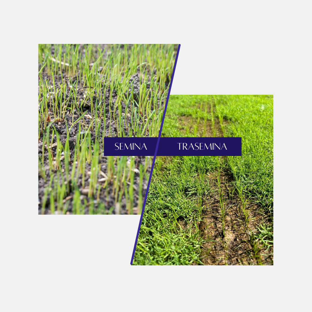 Semina e trasemina - Comagricola Green Europe